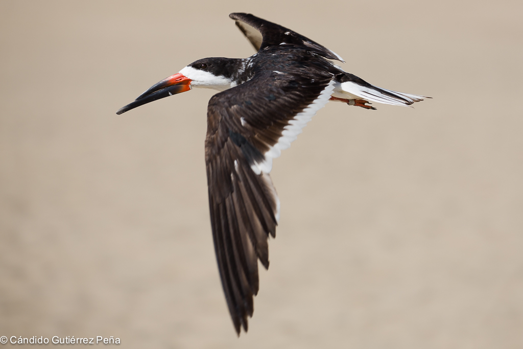 RAYADOR AMERICANO - Rynchops Niger | Observatorio de la Naturaleza