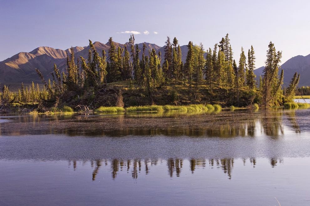 ARCTIC ART EXPEDITION: Yukon!! -- Boreal Forest Art and Ecology