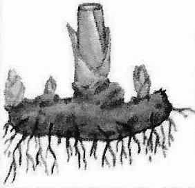 Mato & Cia: Morfologia externa de Caules.