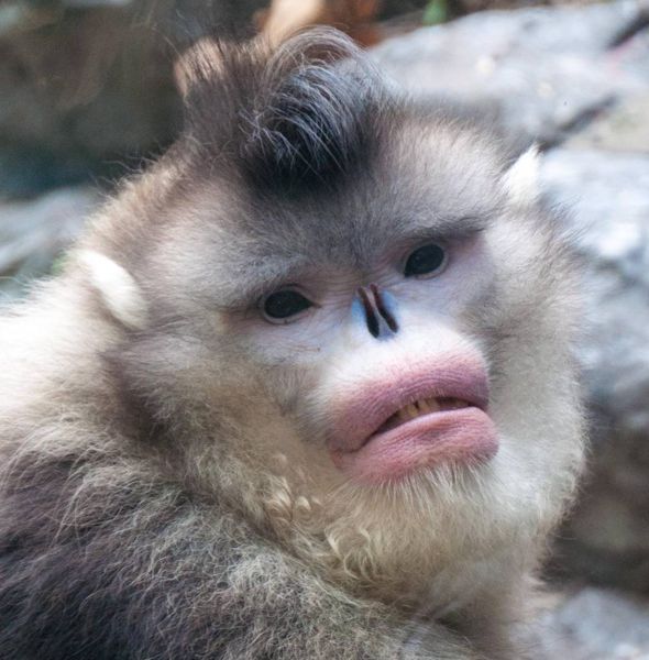 Animales Inusuales: Animales Terrestres