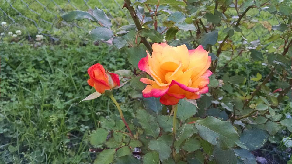 Missy's Homemaking Adventures: Spring Sonnet