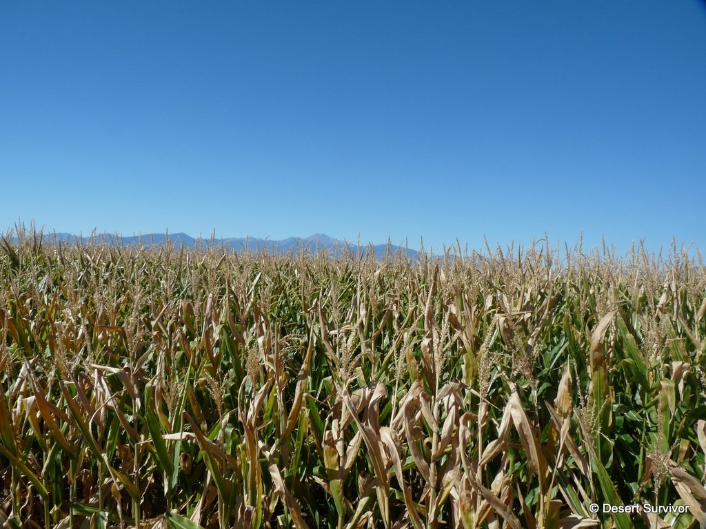 Desert Survivor: Corn