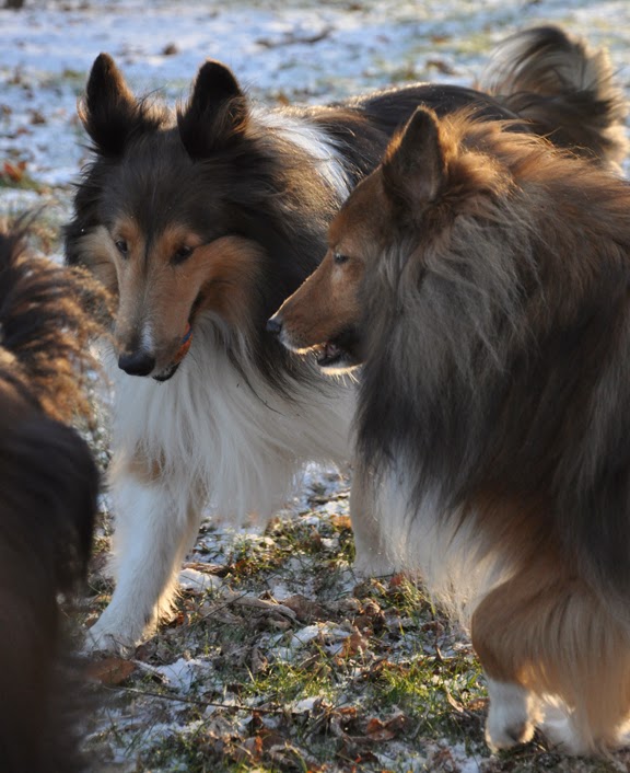 Three Dogs in a Garden: Personality Times Three