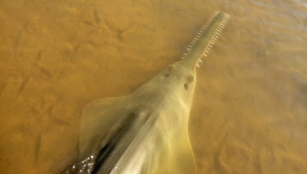 Sawfish Conservation Society: Team Sawfish: the extreme highs and lows ...