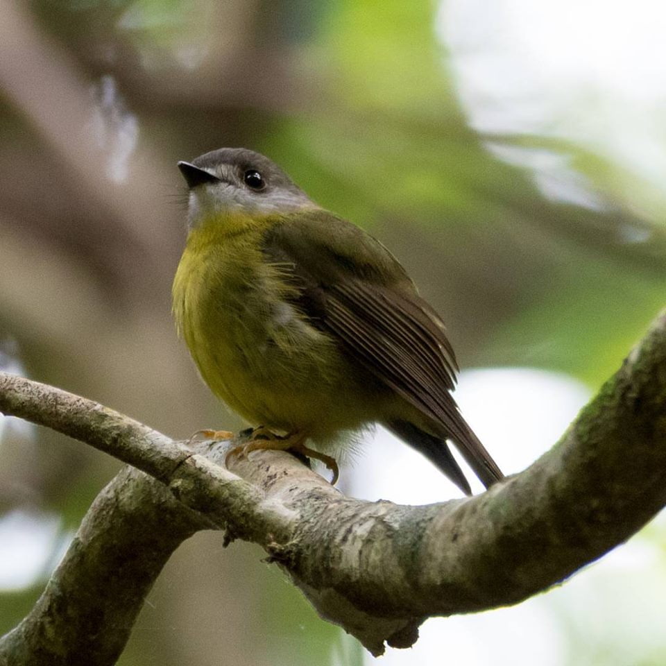 Birds and beasts galore at Tamborine meet-up