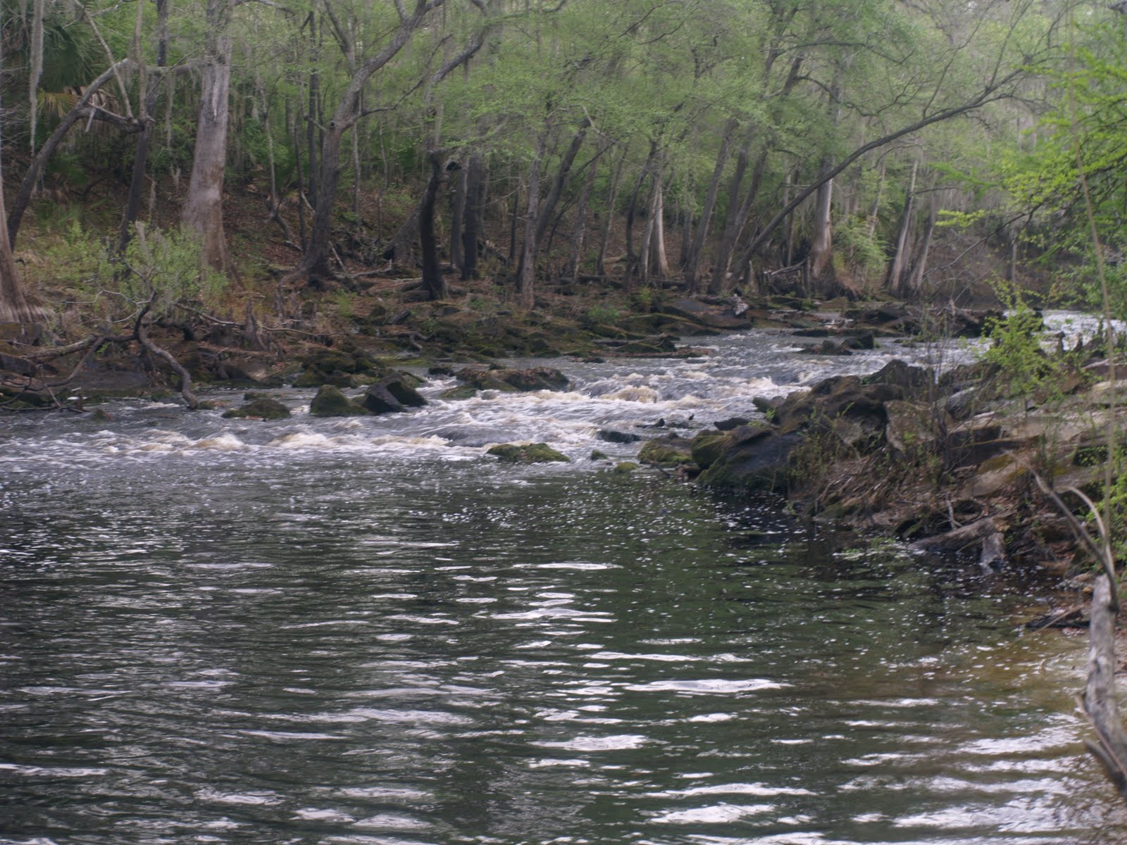 The Florida National Scenic Trail 2011: Upper Aucilla Camp to Pinhook ...