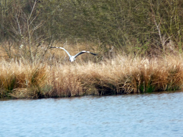 Wild and Wonderful: Beautiful Birds (21): WWT Llanelli ~ Part 2
