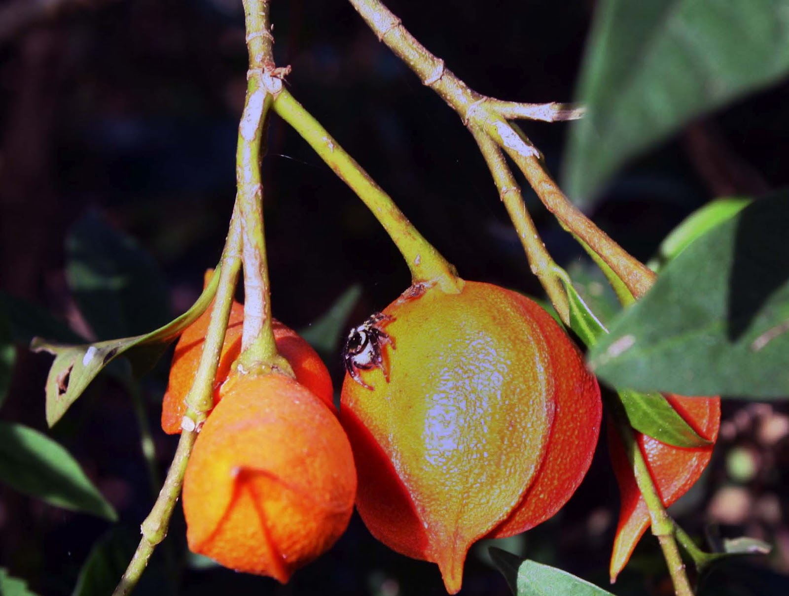 Living with Nature - School on Blog by Dr. Abercio V. Rotor: March 2014