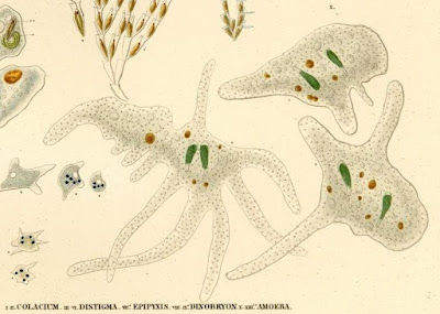 Amibes libres (Dr.Chouikhi) oran ~ COURS de la pharmacie