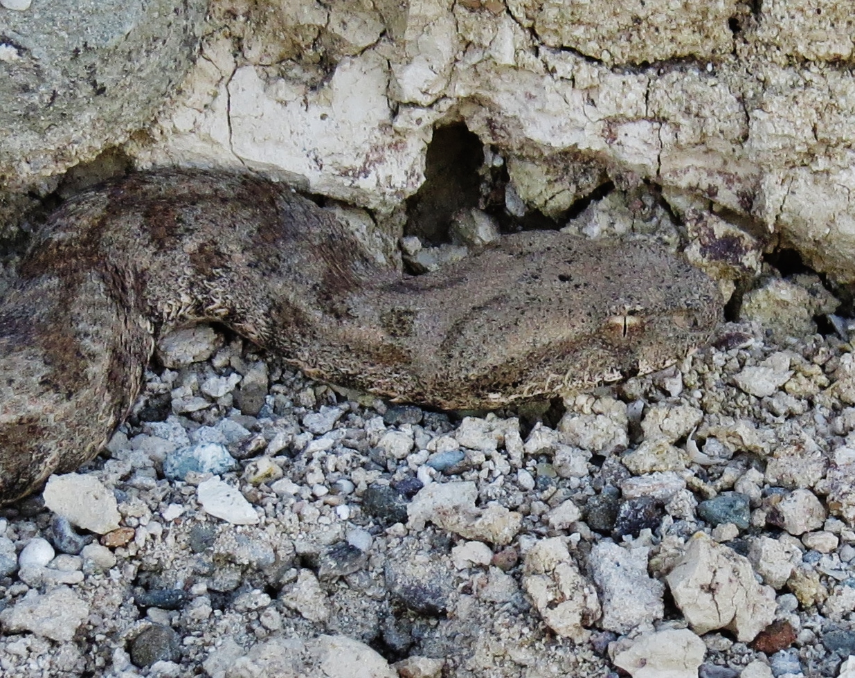 Biodiversity of Cyprus by NGO Protection of the Natural Heritage and ...