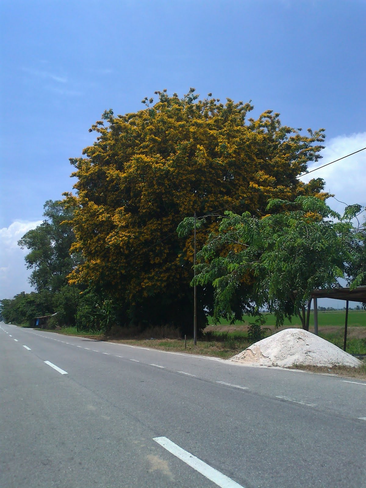 SuhaZainul: Pokok Bunga Kuning
