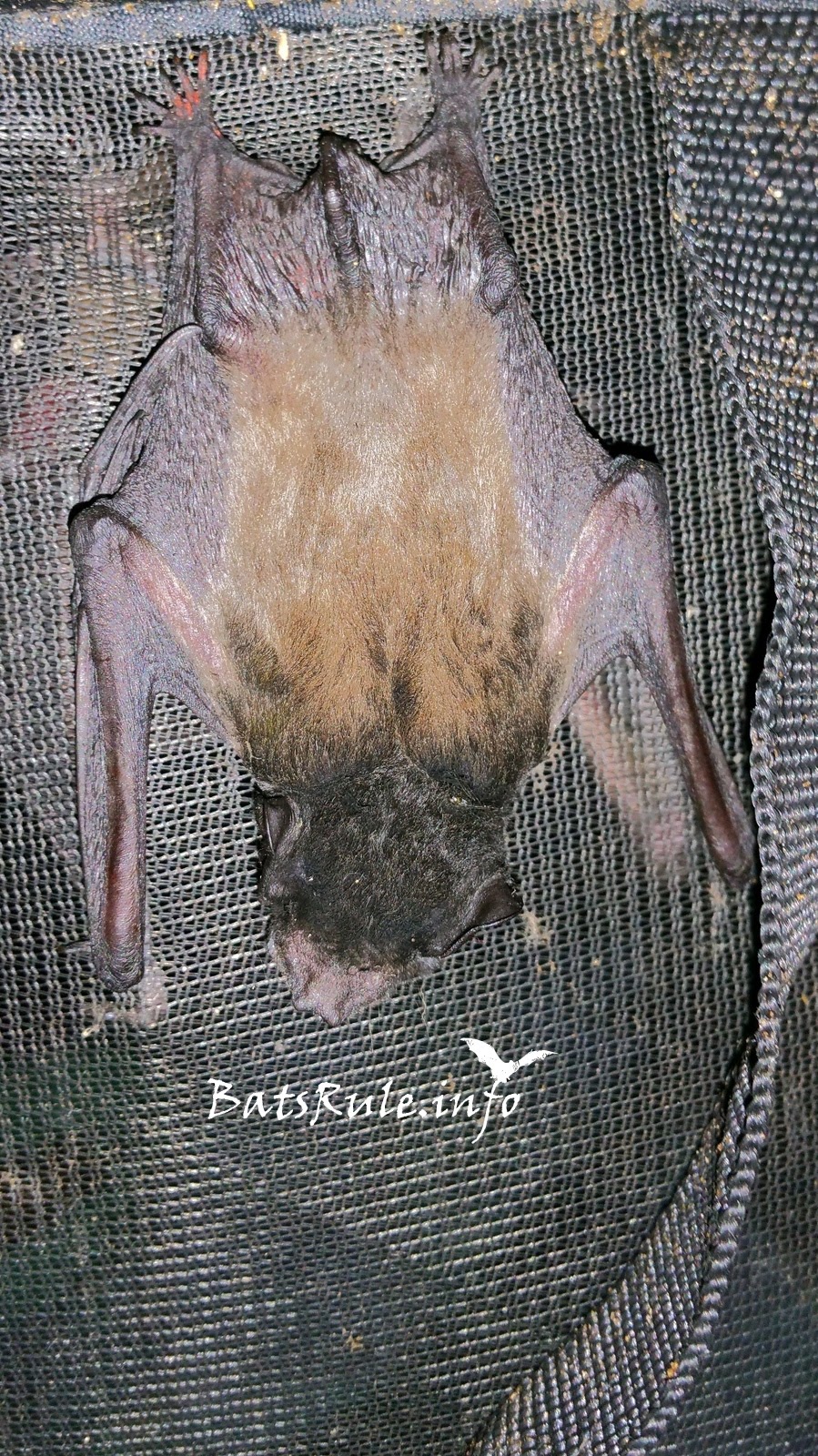 Rehab | Microbats | Gould's Wattle in care pics2