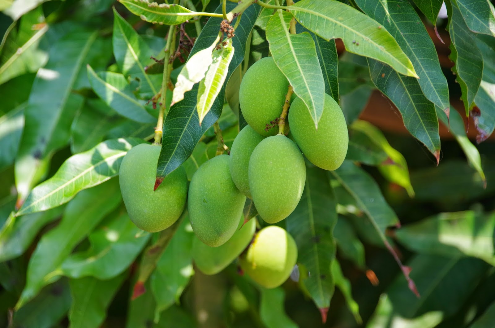 Trees and Plants: Mango