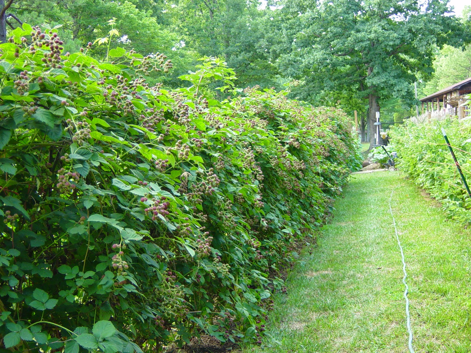 AMORA Arapaho / Blackberry Thornless