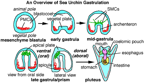 Pertumbuhan dan Perkembangan | Let's Learn Biology