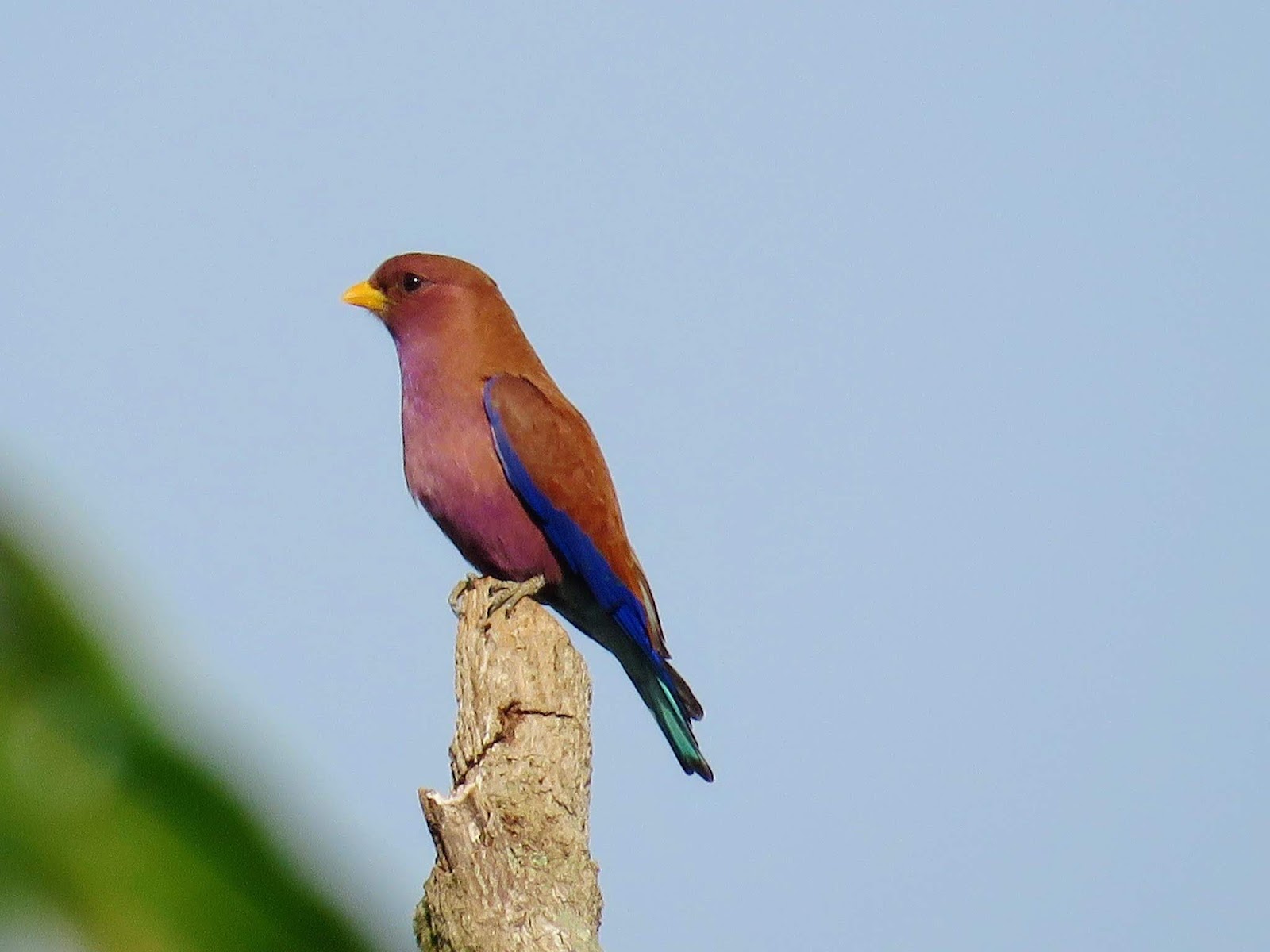99 Awesome Birds in Uganda To Look For