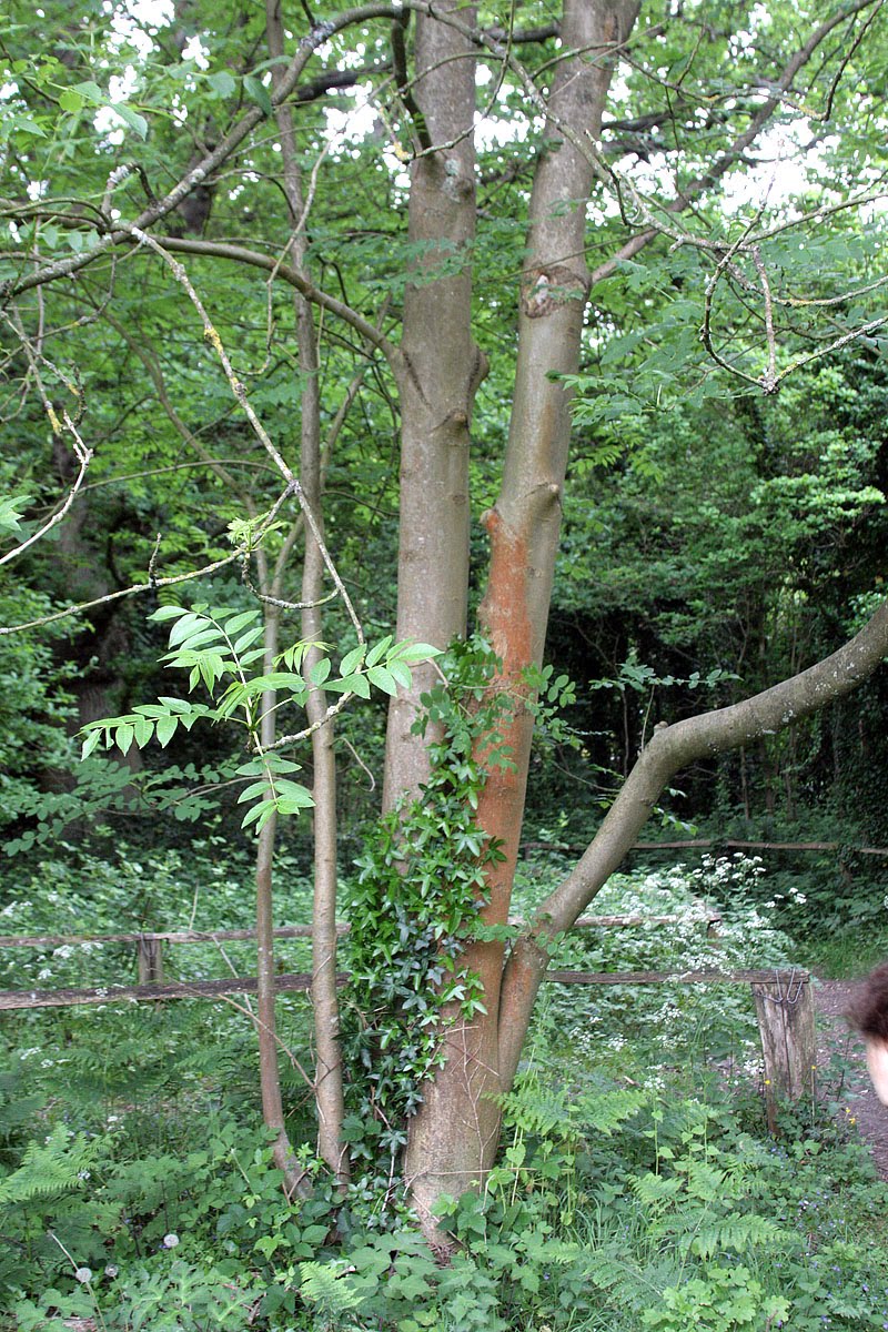 Reptiles — And More — In Keston | Naturally