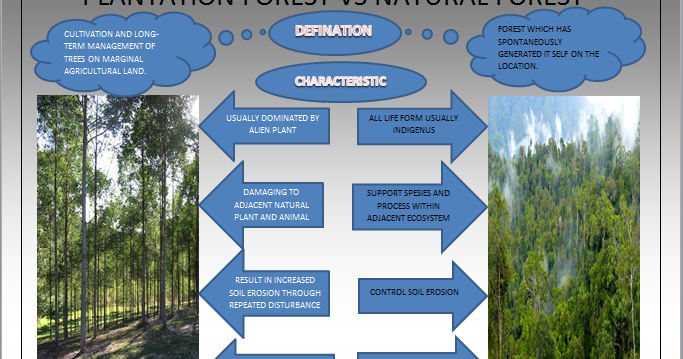 Introduction to Forest Science: PLANTATION FOREST VS NATURAL FOREST