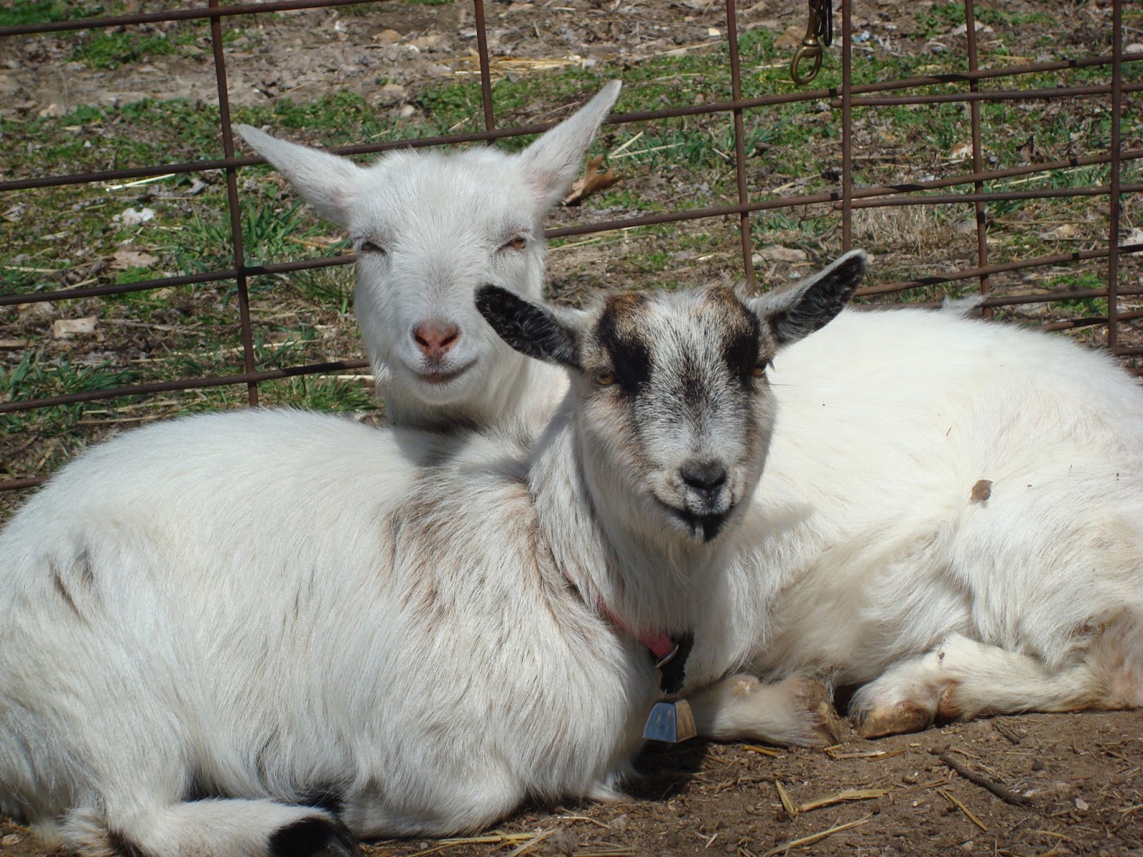 Animal Lover: Goats enjoying the sun shine.