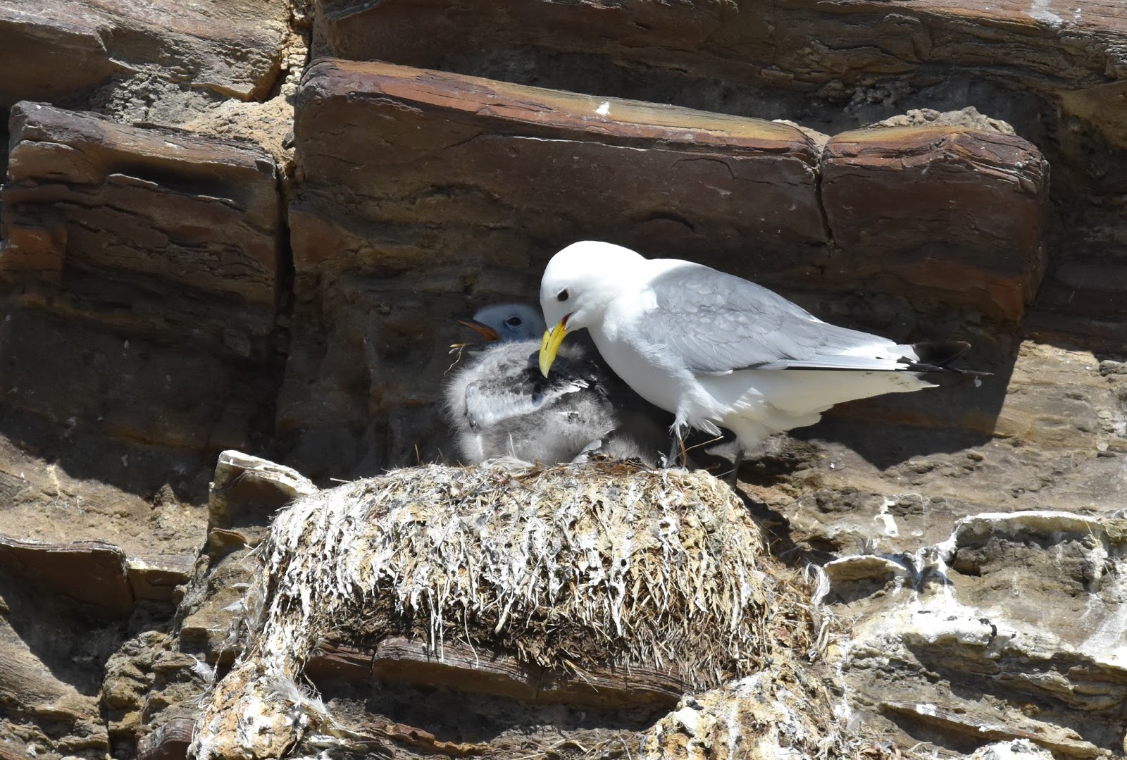 Villen luontohavainnot: Retki Varanginvuonolle (Oppi fjellet!)