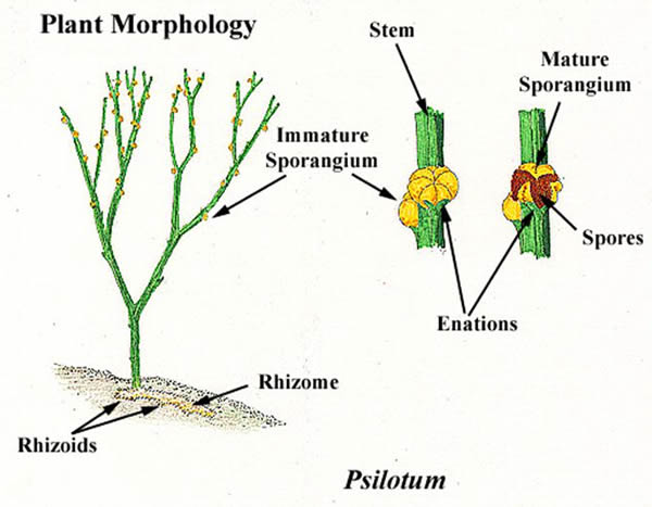Plant Life: Psilotophytes