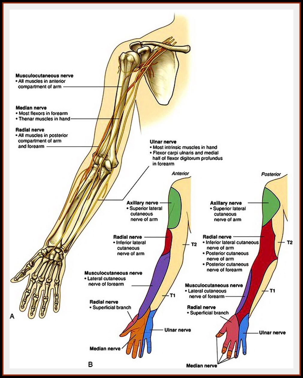 truthlady3: Dermatomes Dermal Segmentation