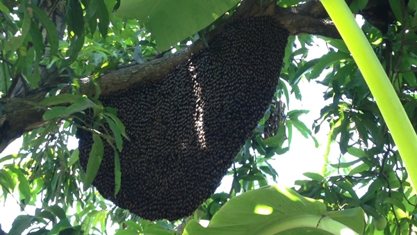 Madu Tualang Asli Syairtimur: Kenali Madu Tualang Yang Sebenar