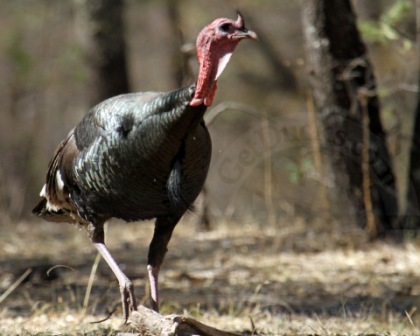 Ramsey Russell's GetDucks.com Journal: Gould's Turkey Hunting Mexico's ...