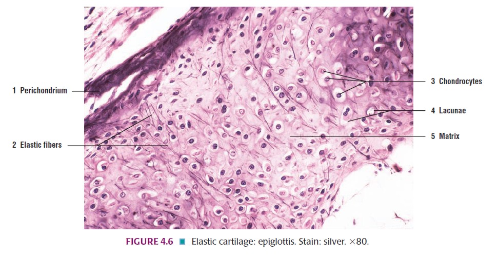 Histologi:Jaringan Tulang dan Kartilago | BlogK Putih
