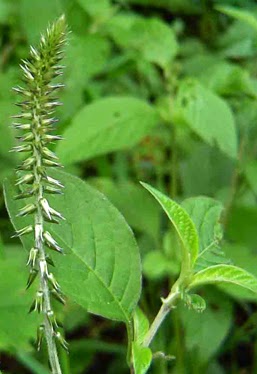 Herbalkart | The Online Herbal Store: Khara Manjari - Naayuruvi