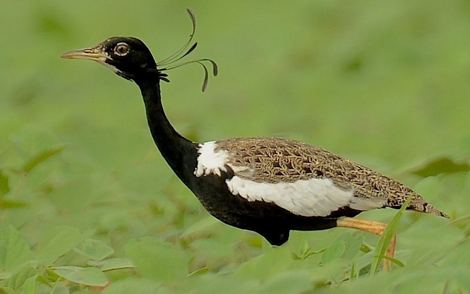 Lesser Florican - A Threatened Bird Species in the Subcontinent of ...