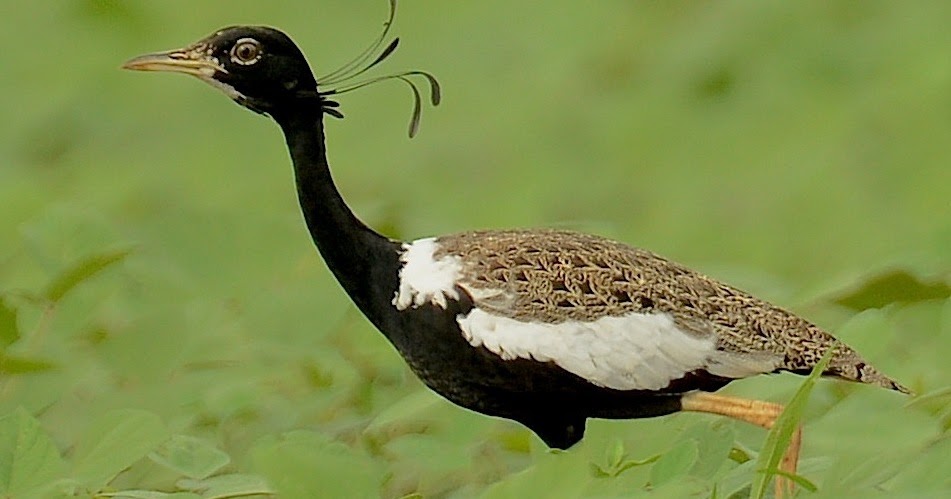 Lesser Florican - A Threatened Bird Species in the Subcontinent of ...
