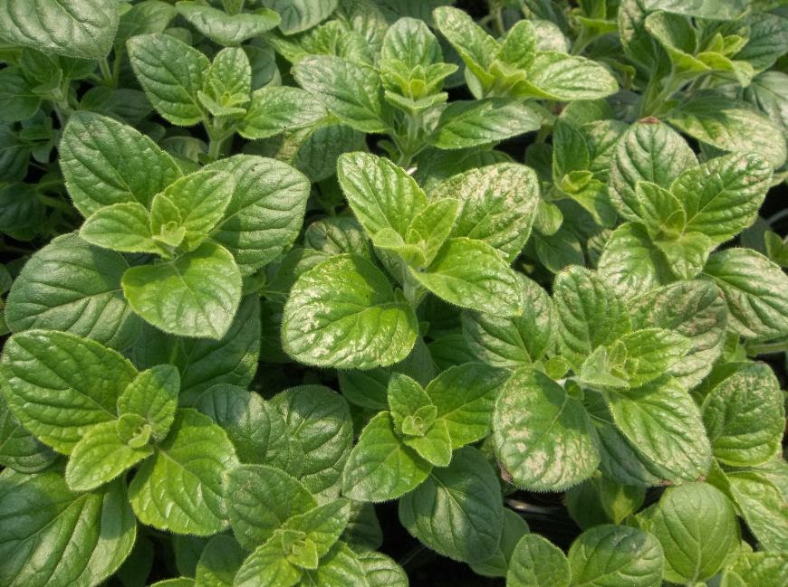 Future Plants by Randy Stewart: Calamint