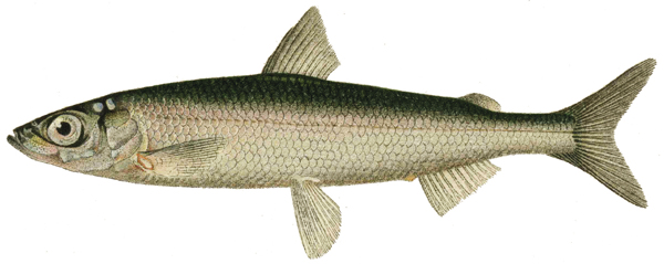 Compañeros de viaje: Coregono blanco (Coregonus albula)