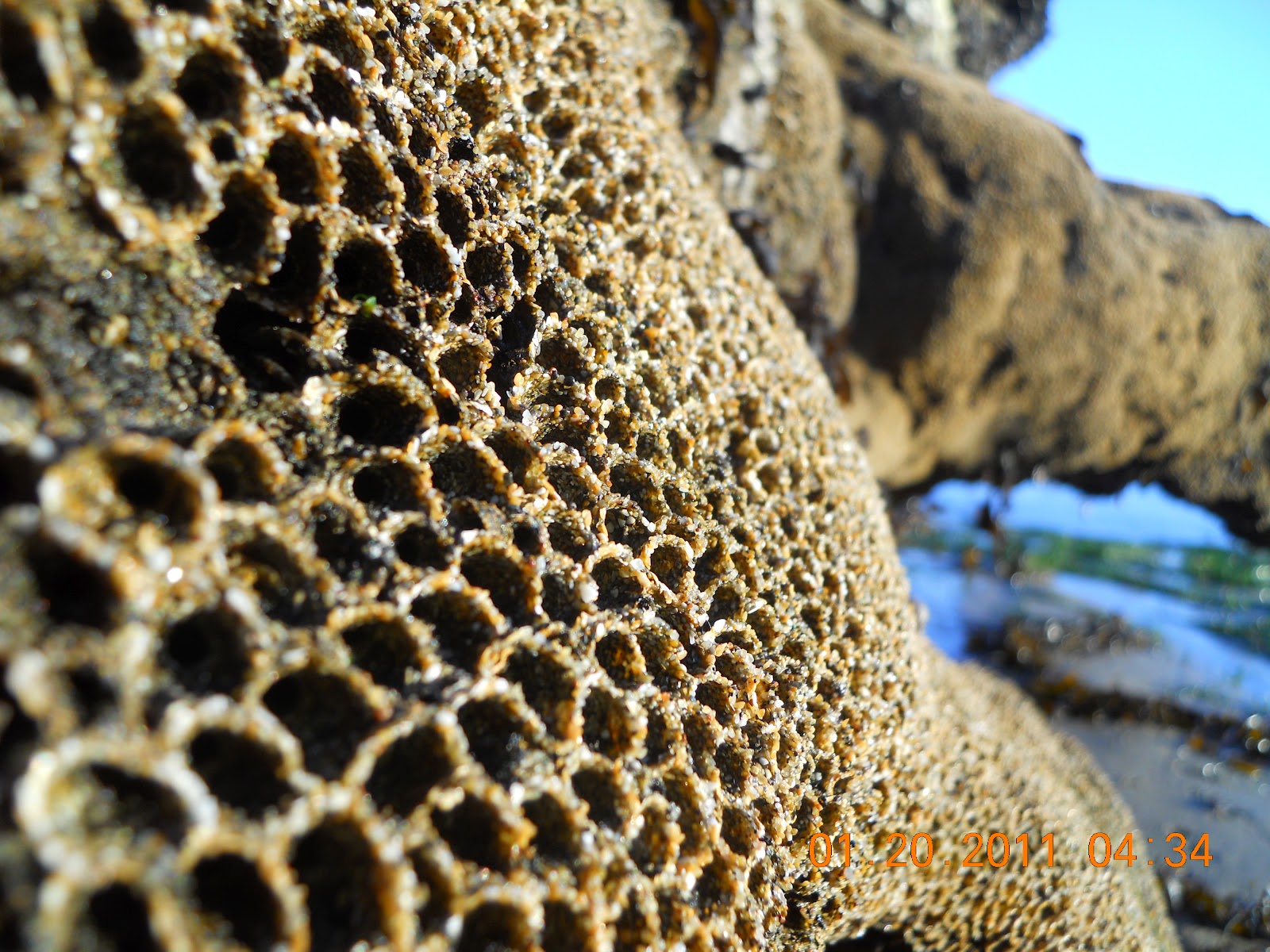 biomimicry KTH: The sandcastle worm (Phragmatopoma californica)