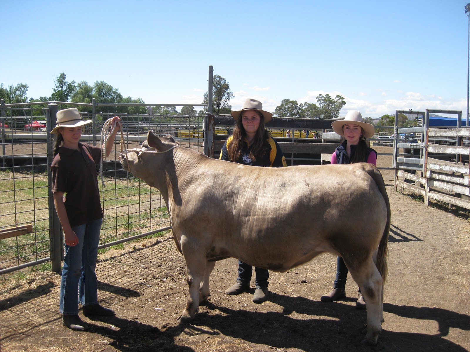 JAVID SQUARE MEATERS CATTLE STUD: COMPETITIONS