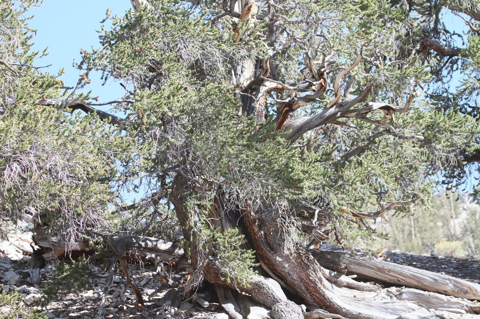 Bristlecone Pine Tree Rings