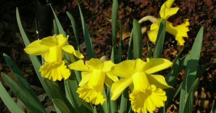 My Virtual Garden: Washington Spring Flowers