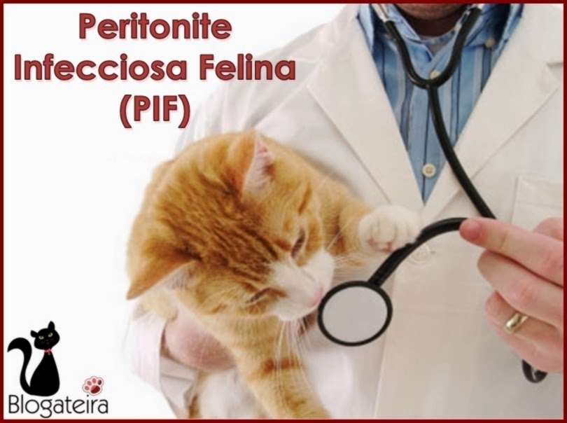 Blogateira: PAPO DE GATEIRA: PIF - Peritonite Infecciosa Felina