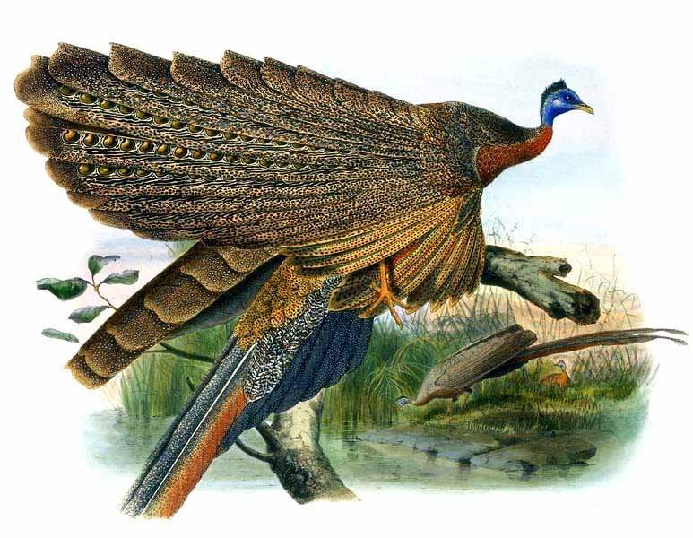 Compañeros de viaje: Argos real (Argusianus argus)