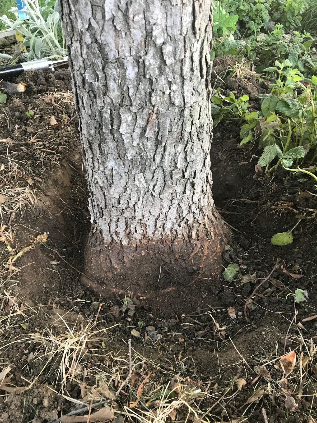 CO-Horts: Stem Girdling Roots