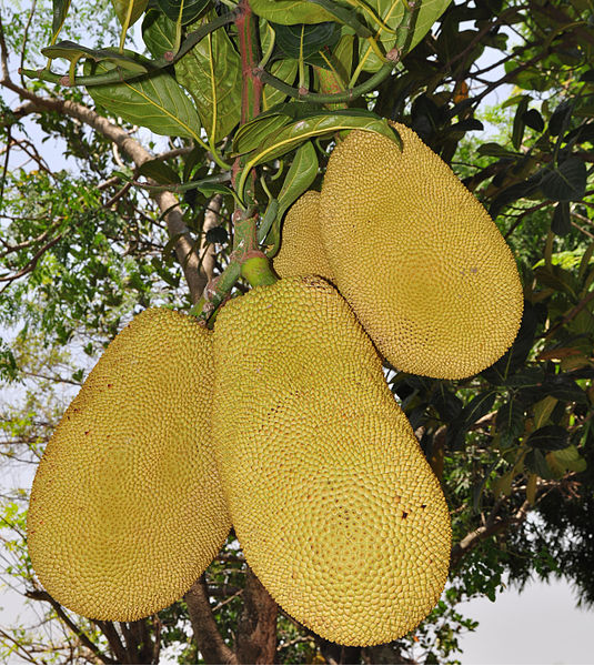We love Our Bangladesh: Jackfruit (Kathal) -National Fruit of Bangladesh