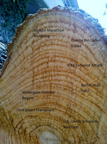 ENB 150 First Blog Ever.: Dendrochronology Lab