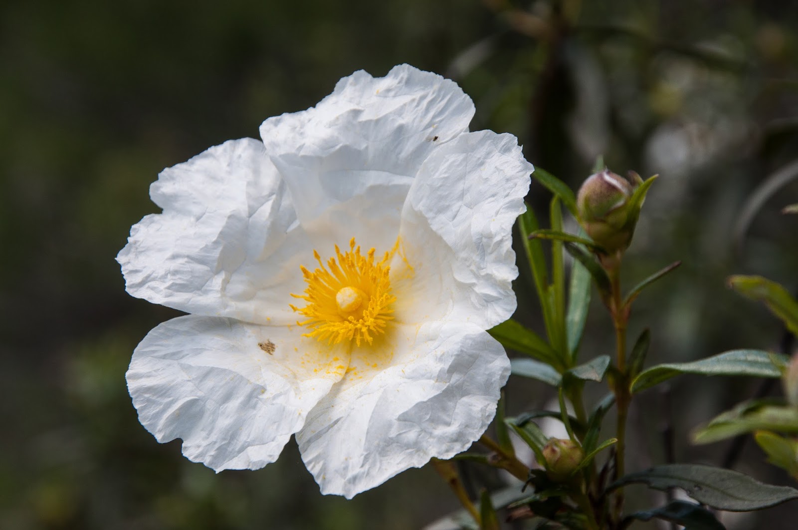 Desde Alájar: Jara pringosa