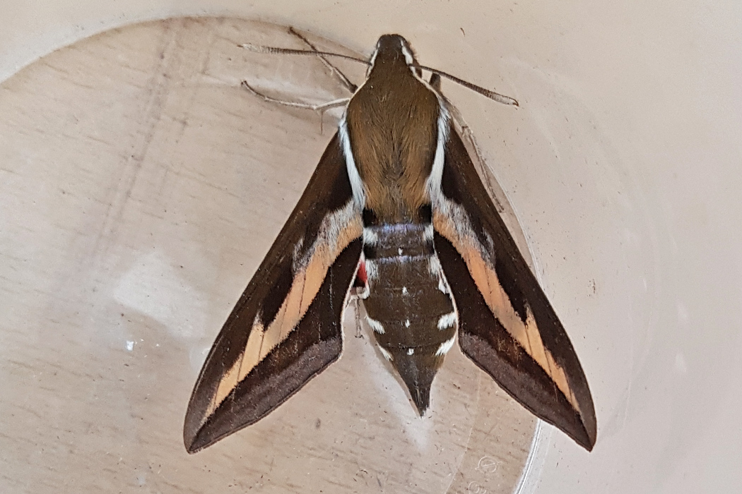 Mothing at The Hidden House, St Margaret's at Cliffe, Tony Morris ...