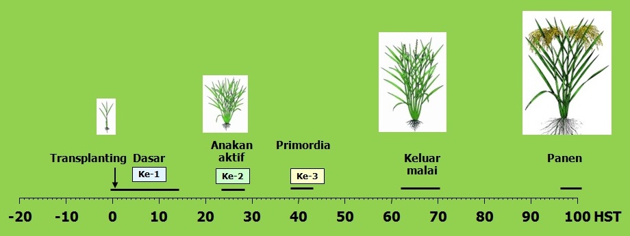PEMUPUKAN PADA TANAMAN PADI - pemuda tani