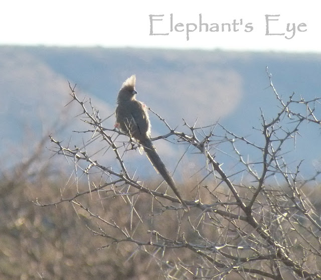 Karoo violets and birds, to Matjiesfontein
