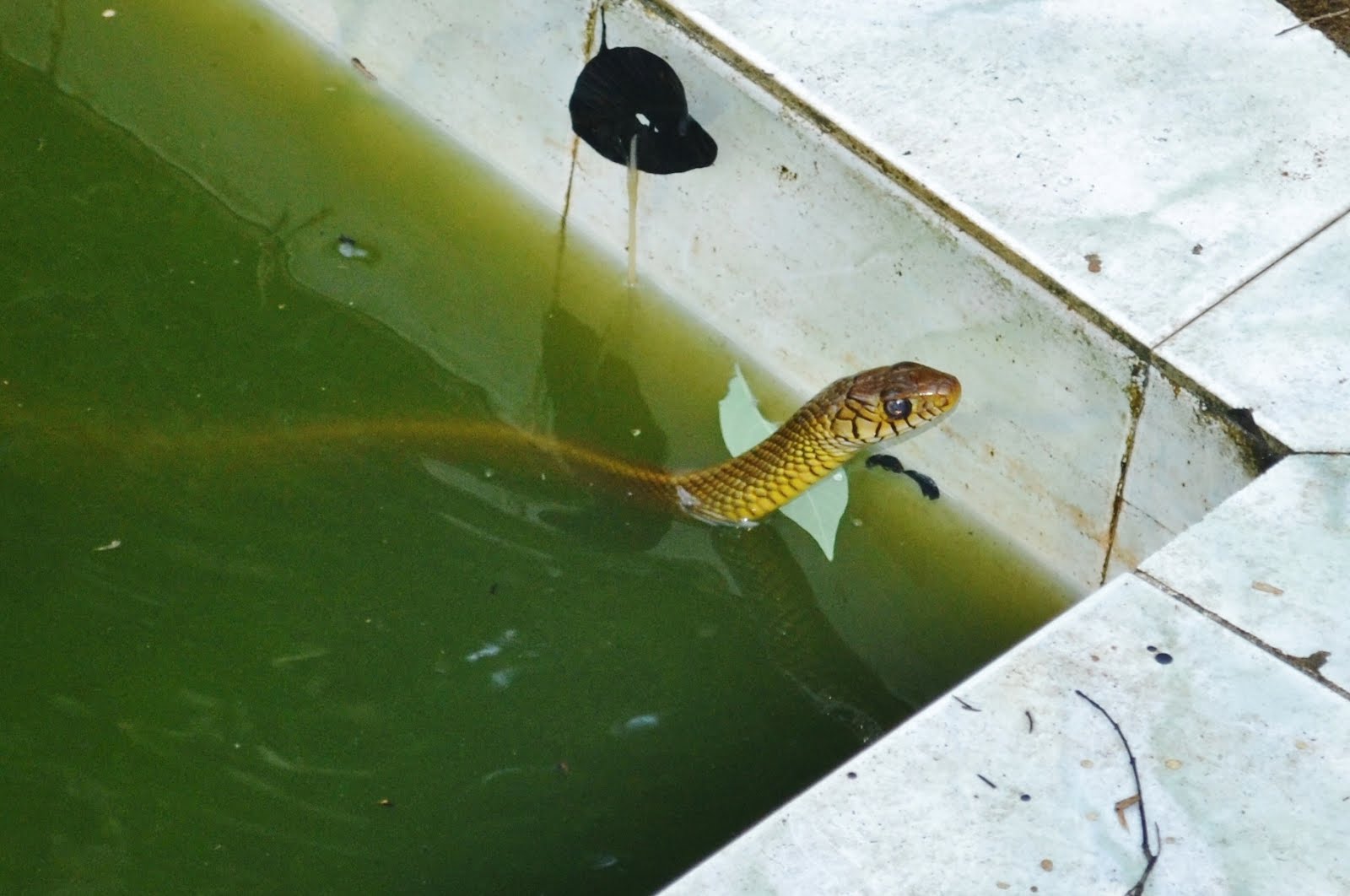 Photography & Me: Snake in the Tank