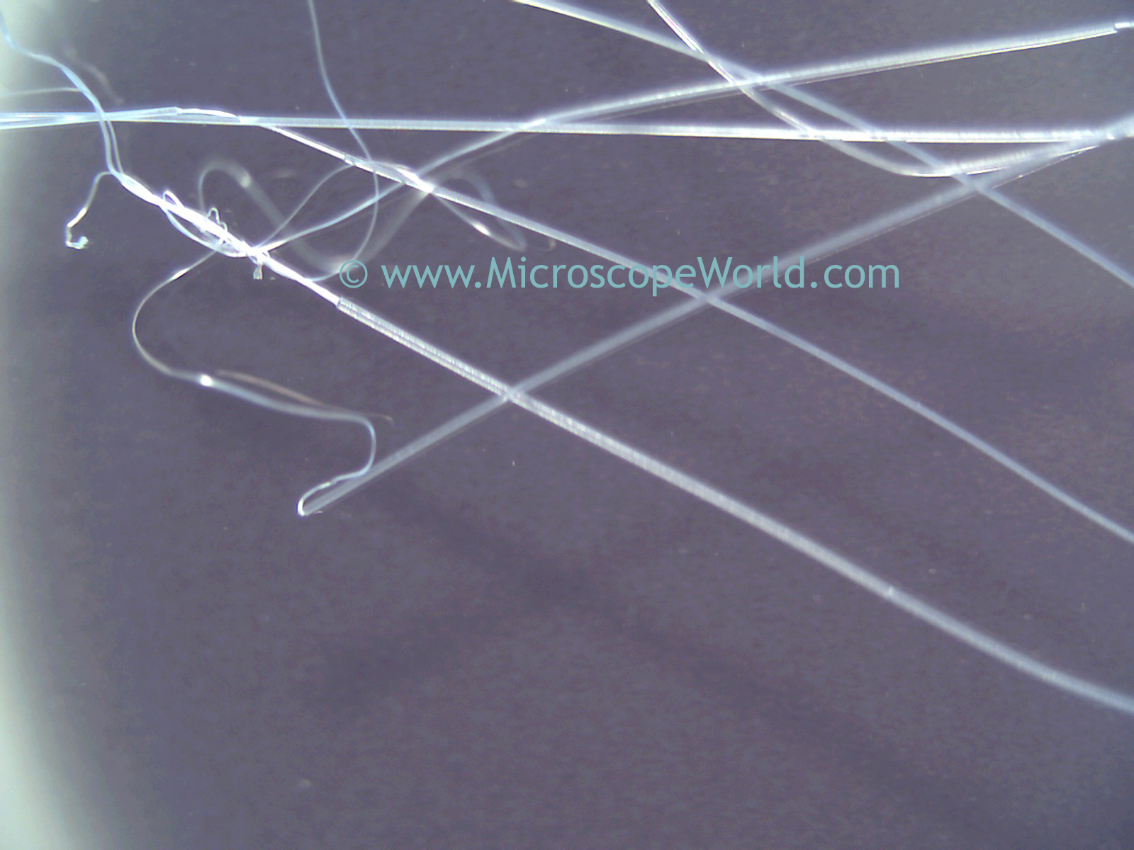 Nylon Fiber Under Microscope