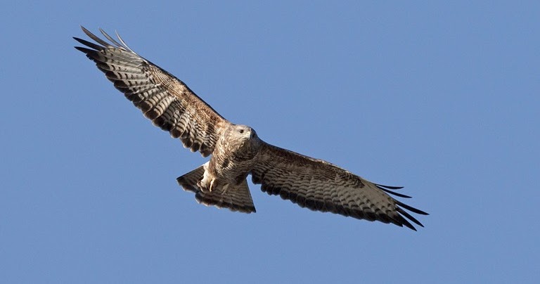 French Vocabulary Illustrated: buse